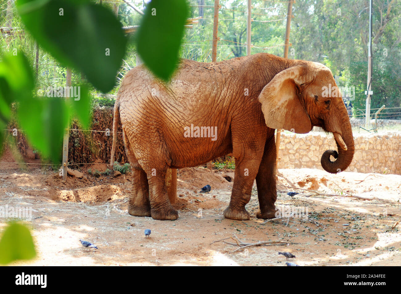 Zoo Animals - elephant Stock Photo - Alamy