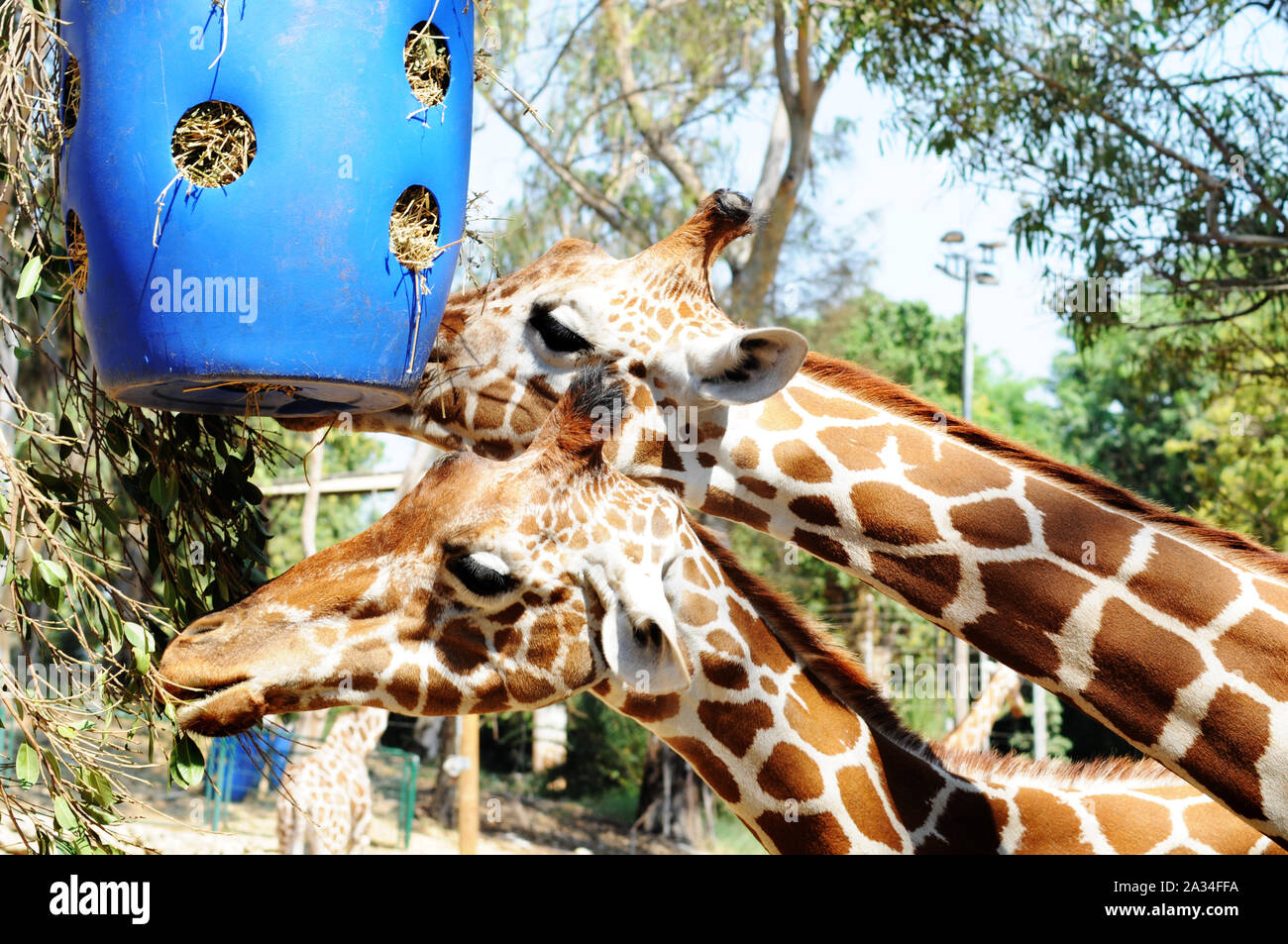 Zoo with giraffes hi-res stock photography and images - Alamy