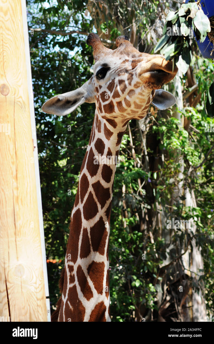 Zoo with giraffes hi-res stock photography and images - Alamy