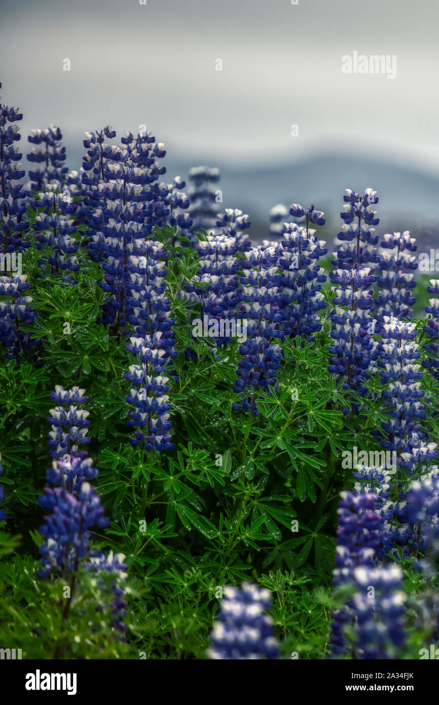 Iceland alaskan lupine hi-res stock photography and images - Alamy