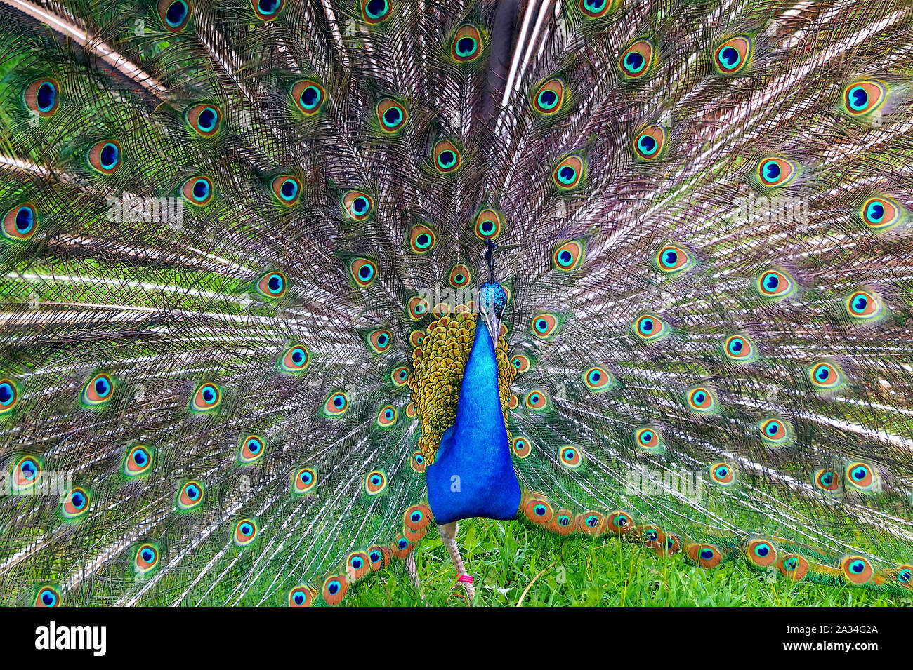 A bright peacock with a beautiful tail walks along the green grass at ...
