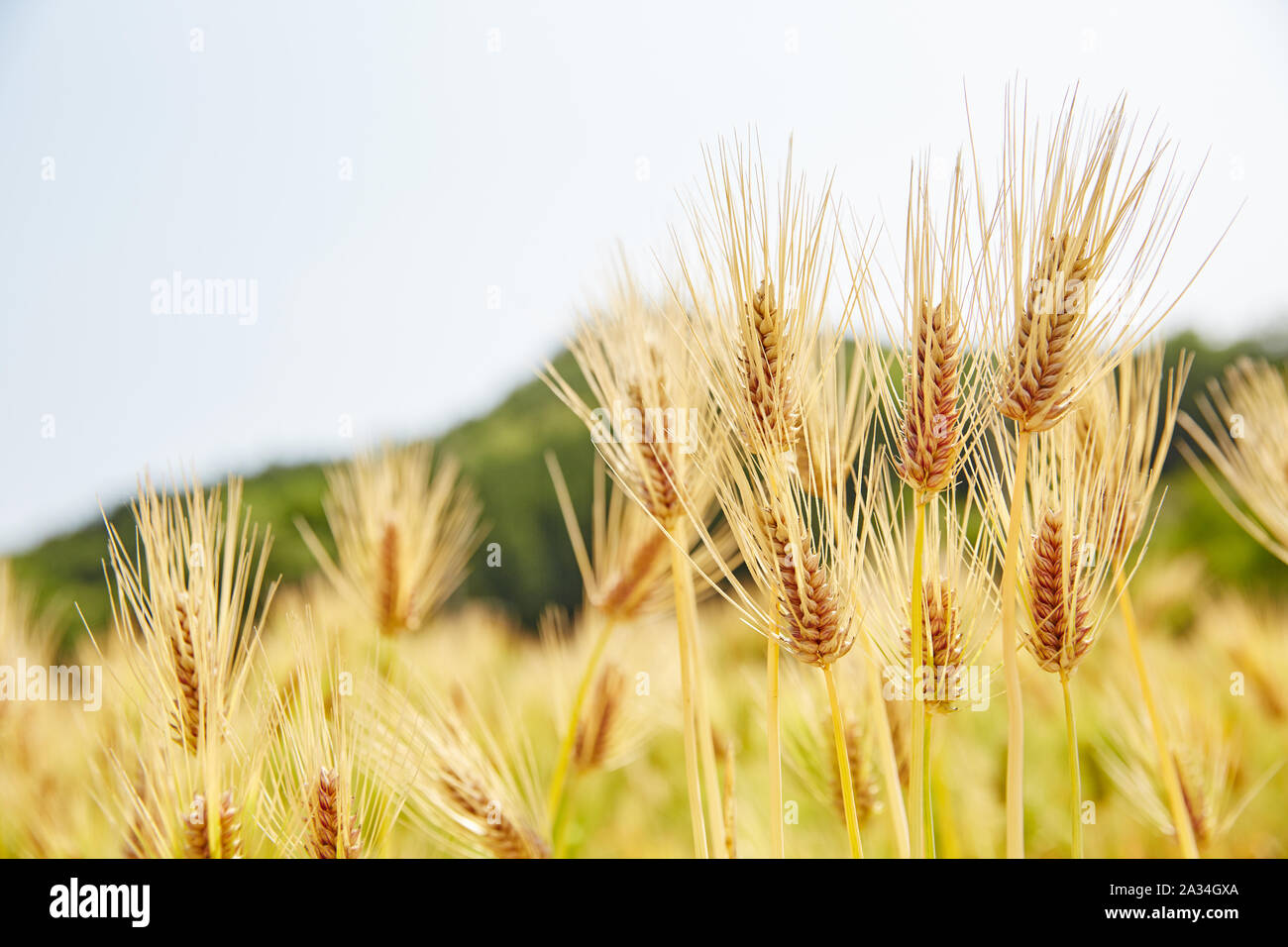 Field barley in period harvest Stock Photo - Alamy