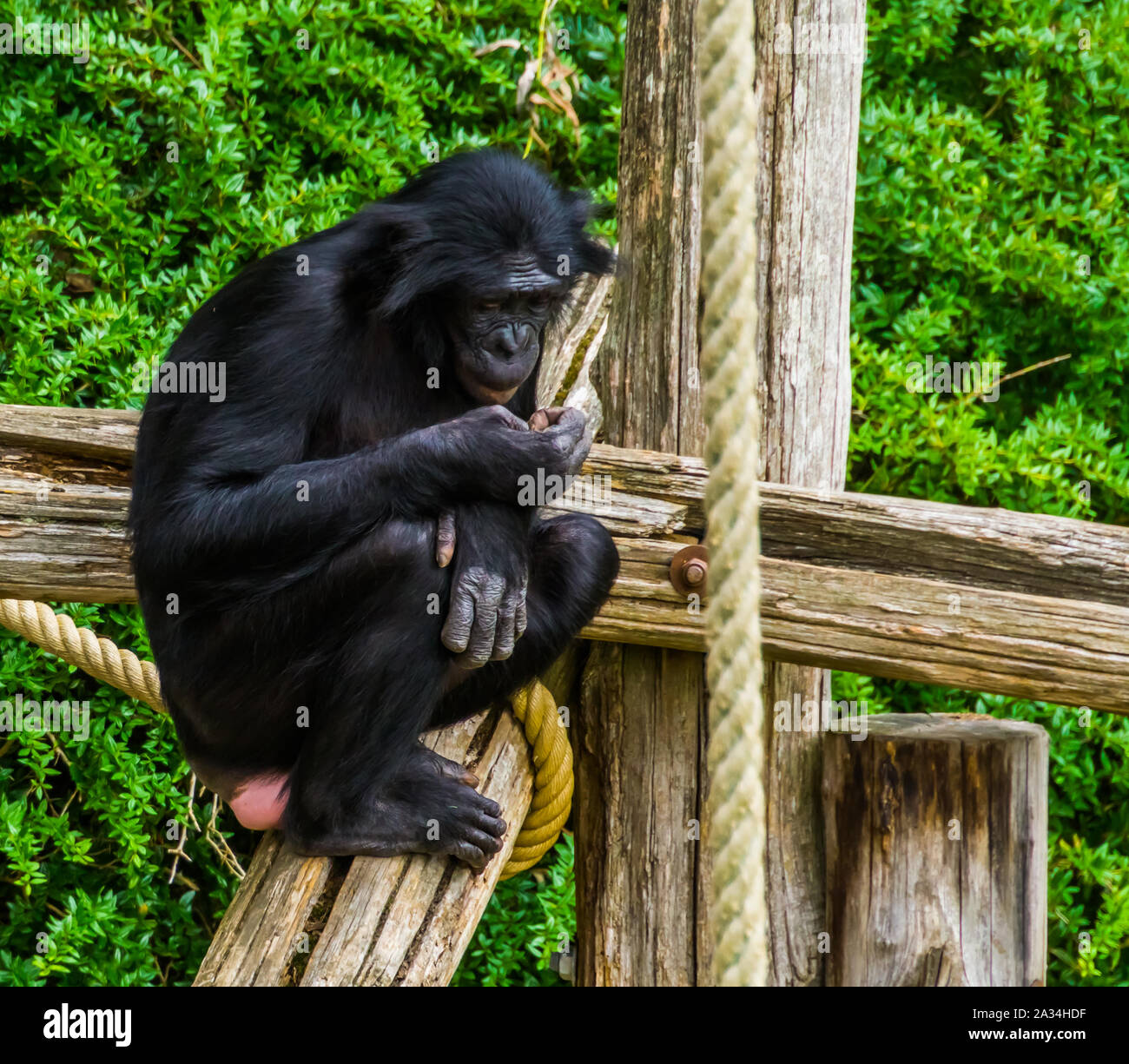 bonobo looking at its hand in closeup, human ape, pygmy chimpanzee ...