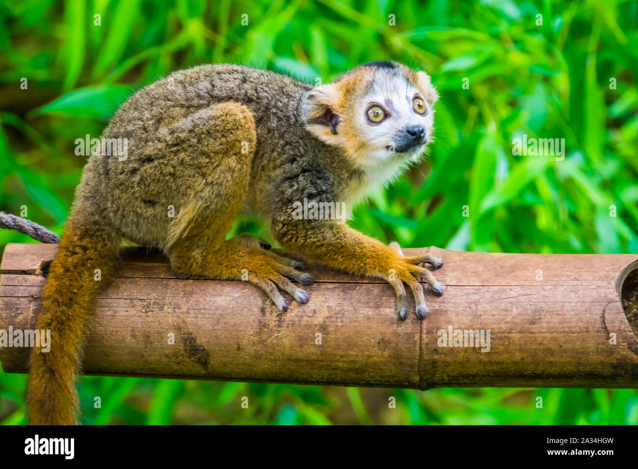 Crown Lemur High Resolution Stock Photography and Images - Alamy