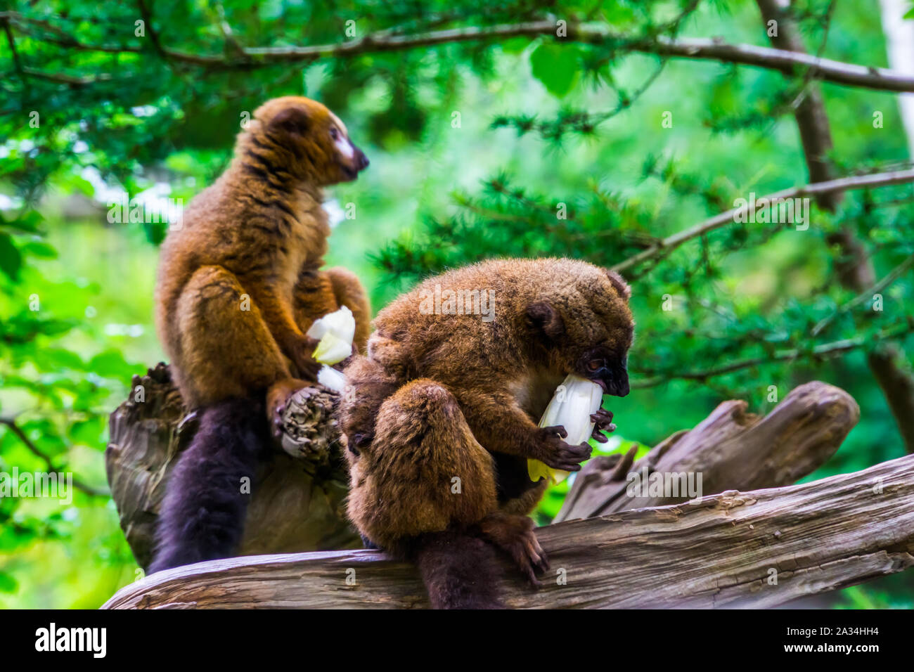 Red bellied lemur chewing on a vegetable, tropical monkeys, Vulnerable ...