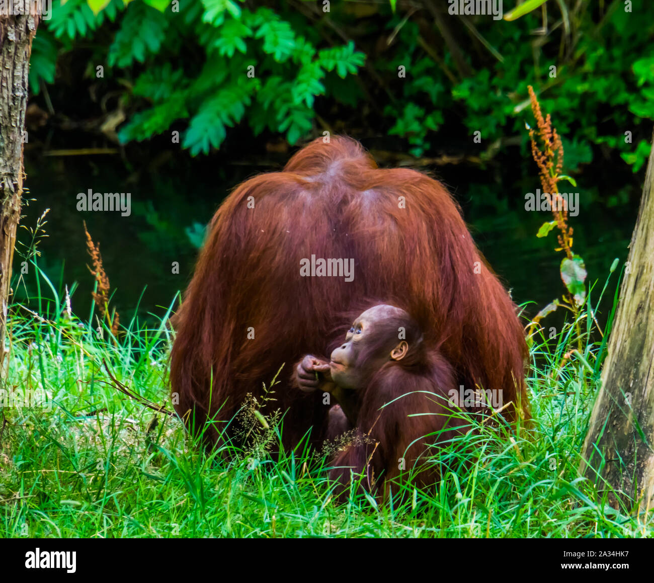 bornean orangutan mother together with her infant, primate family ...