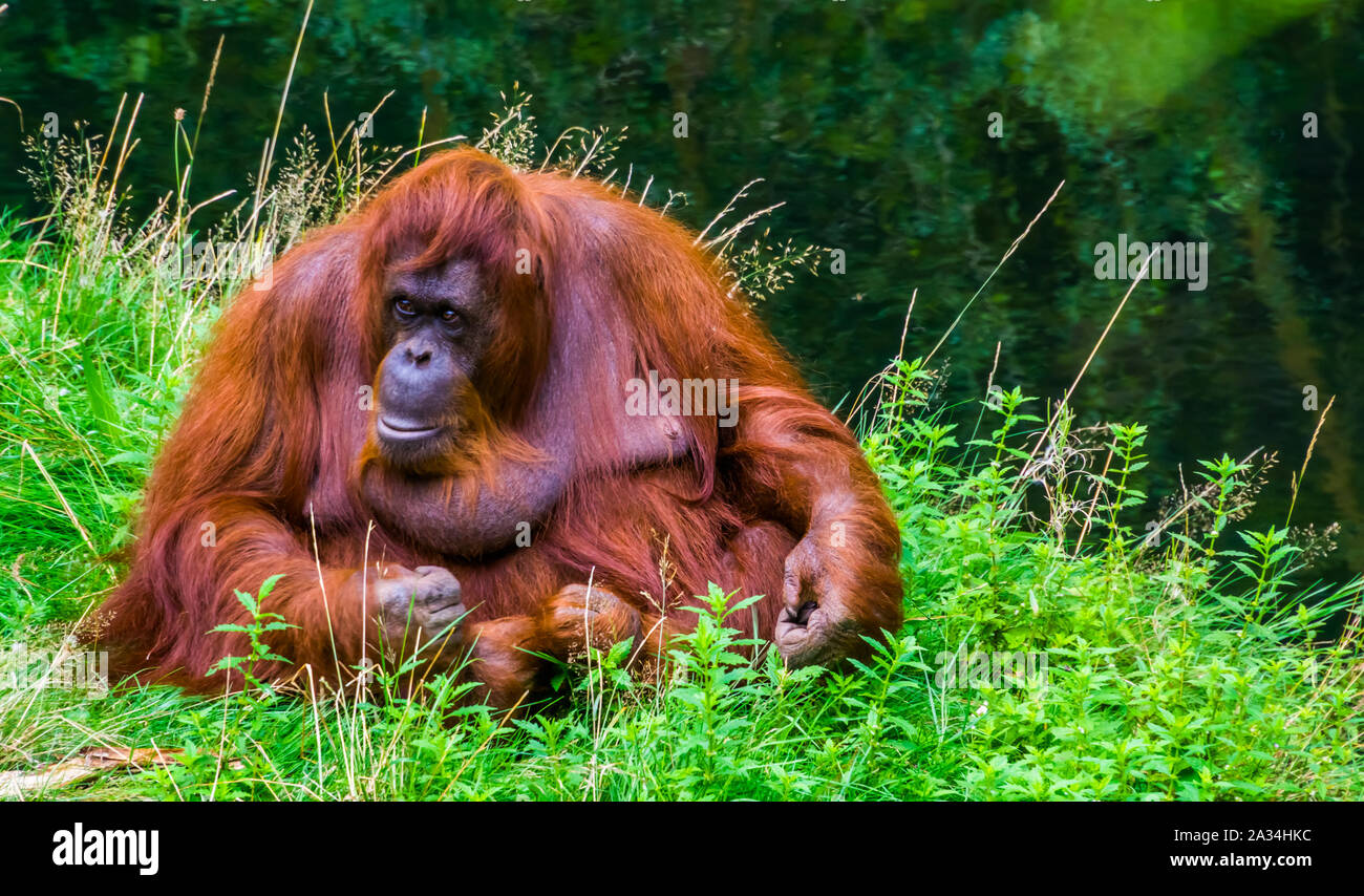 beautiful closeup portrait of a northwest bornean orangutan, critically ...