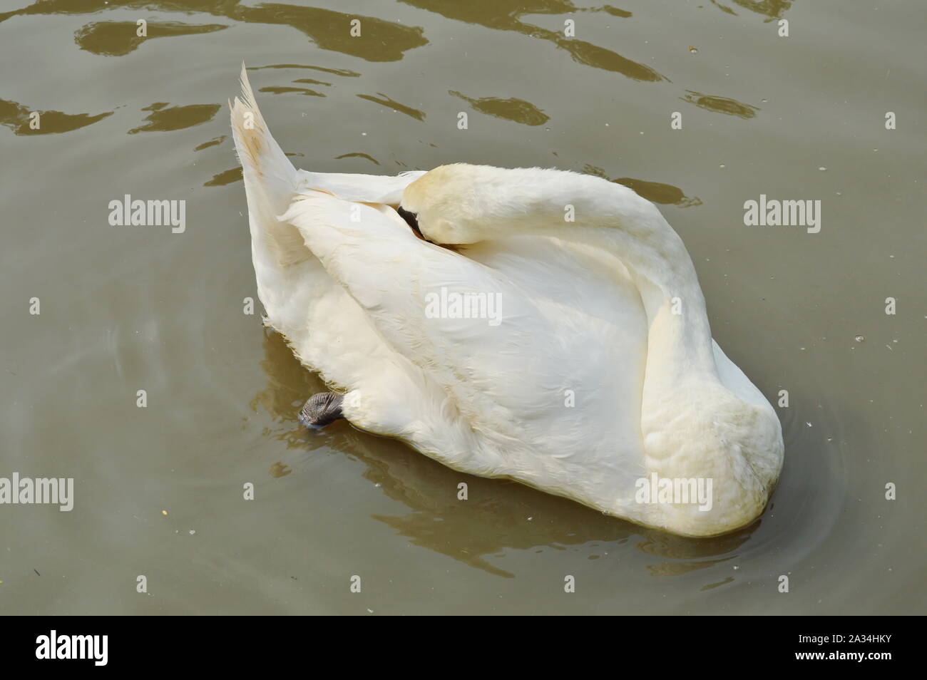 white swan preening feathers while floating on lake Stock Photo - Alamy
