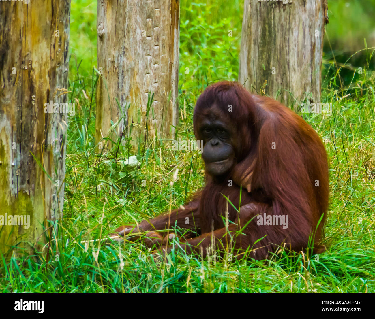 portrait of a bornean orangutan sitting the grass, exotic primate ...