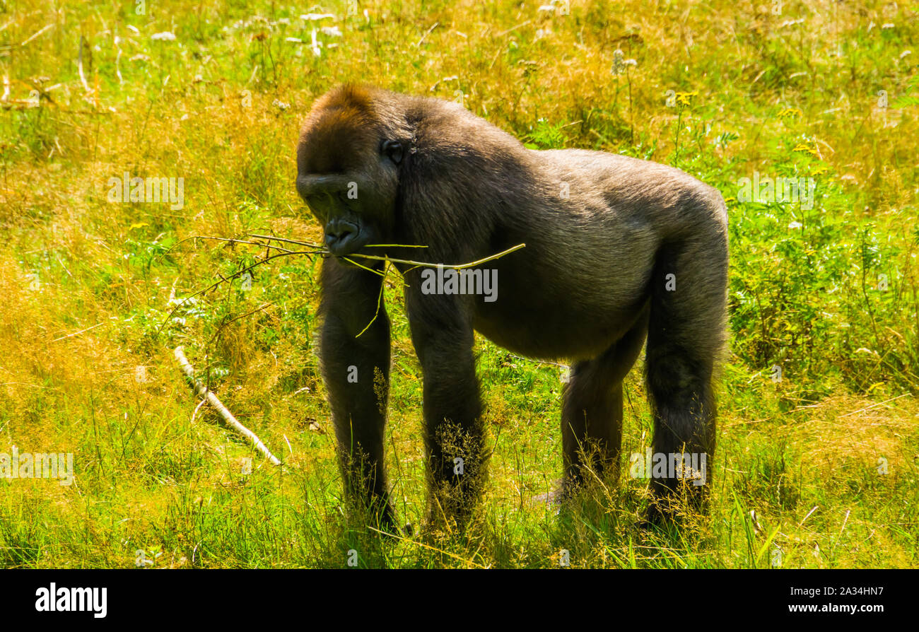 western lowland gorilla in closeup standing in the grass, critically ...