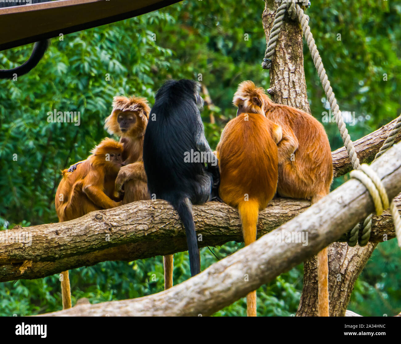 family of javan lutungs sitting together in a tree, group of tropical ...
