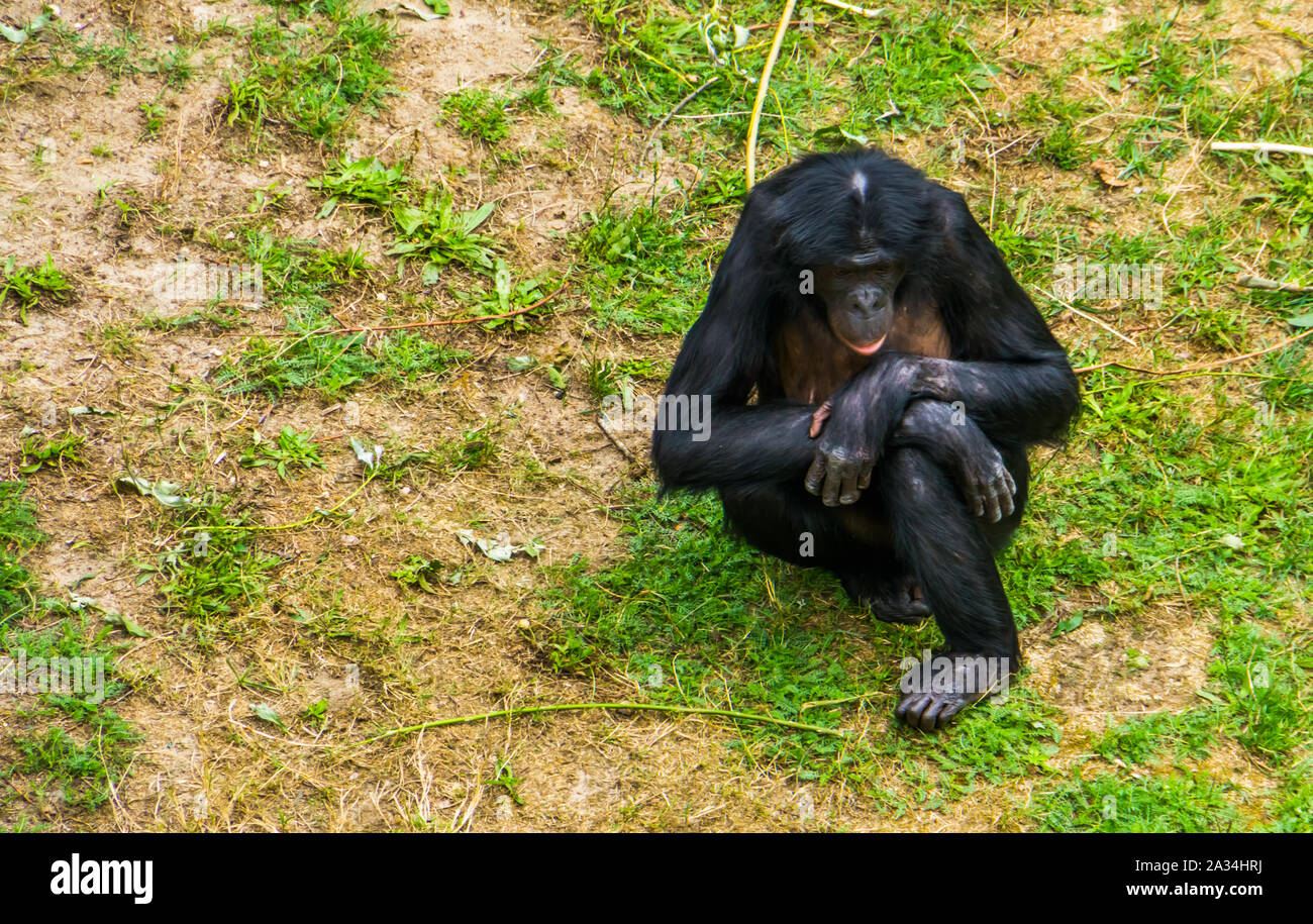 closeup of a female bonobo sitting in the grass, human ape, pygmy ...