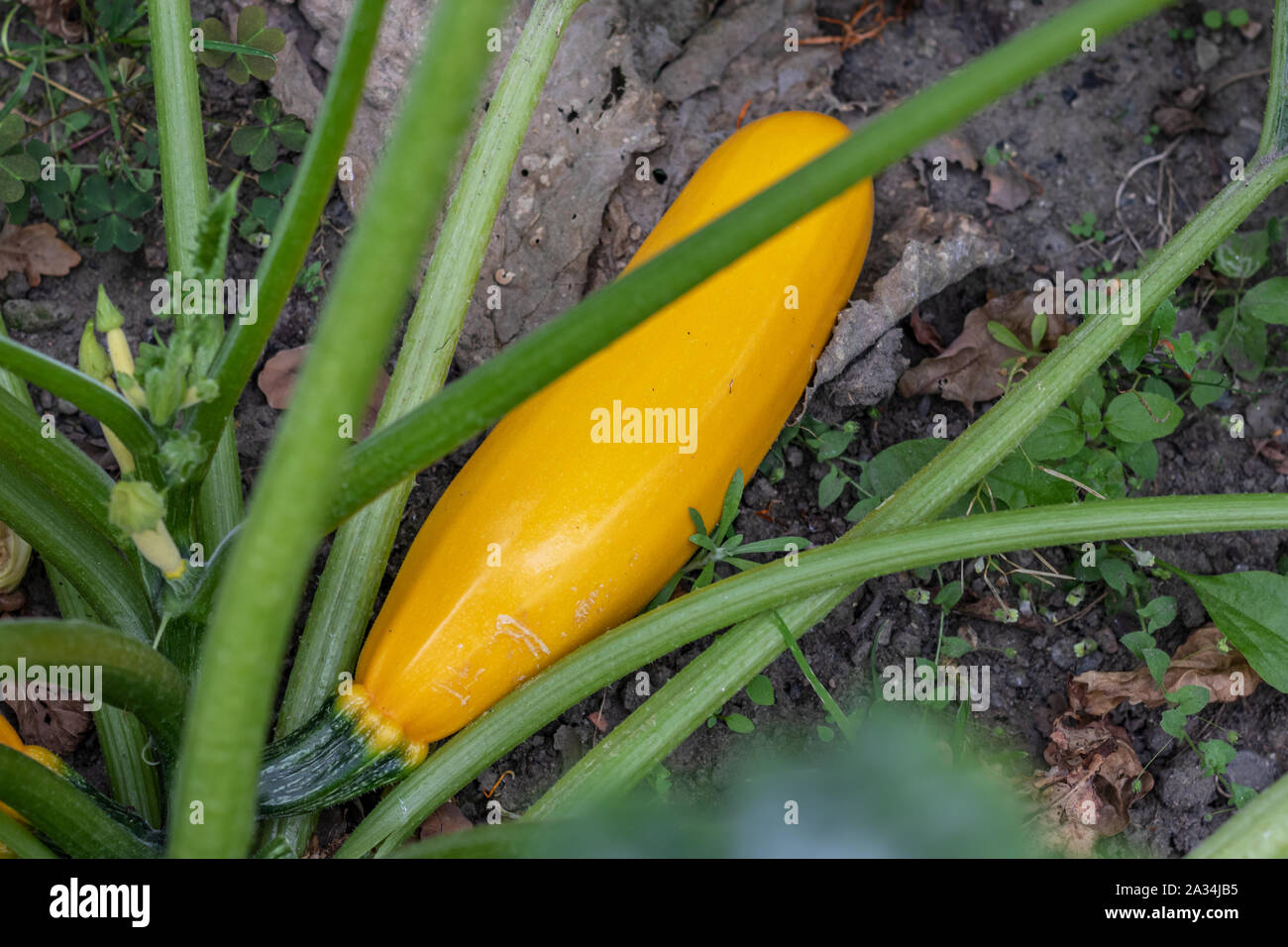 Yellow zucchini in garden hi-res stock photography and images - Alamy