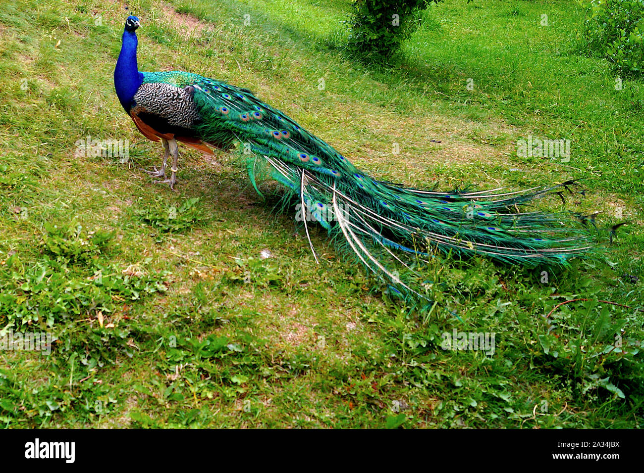 A bright peacock with a beautiful tail walks along the green grass at ...