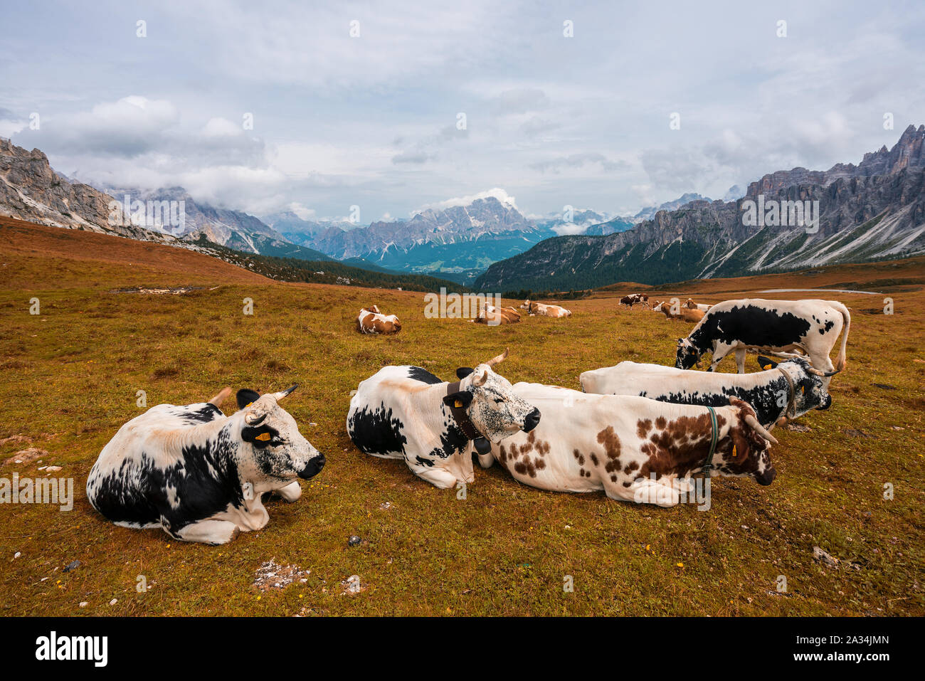 Pass of the cattle hi-res stock photography and images - Alamy