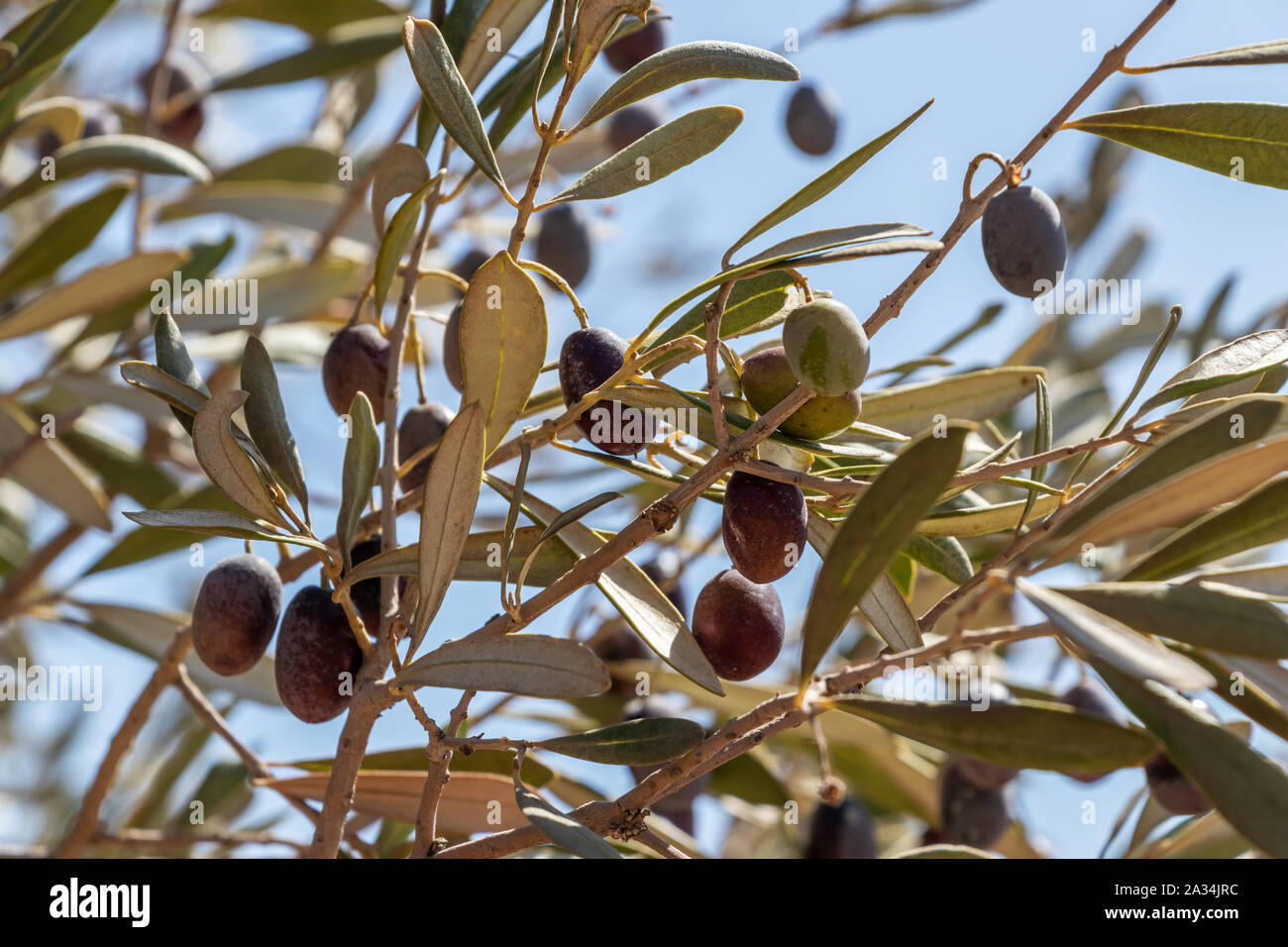 Olive greece harvest hi-res stock photography and images - Alamy
