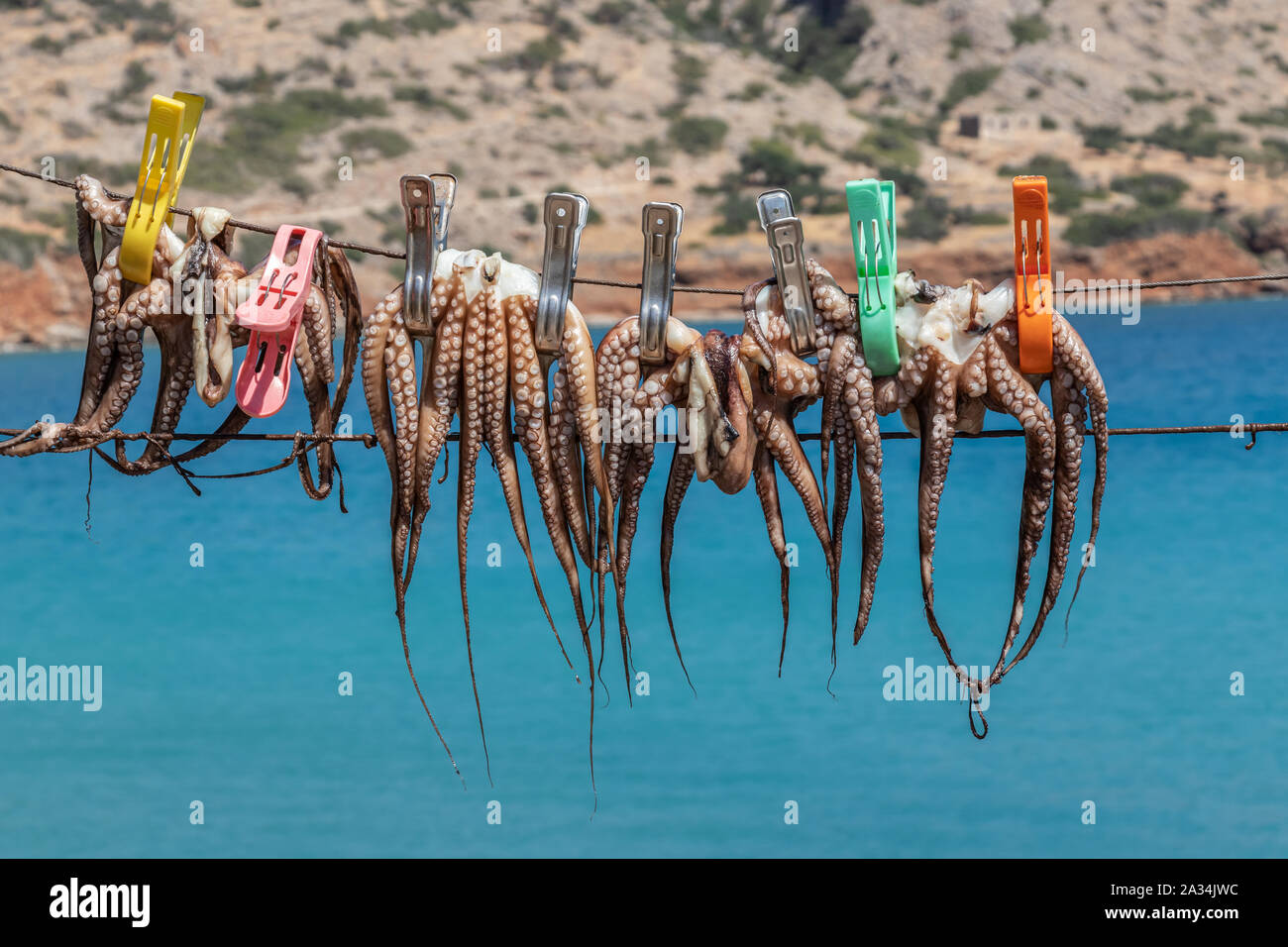 Squids ocean hi-res stock photography and images - Alamy