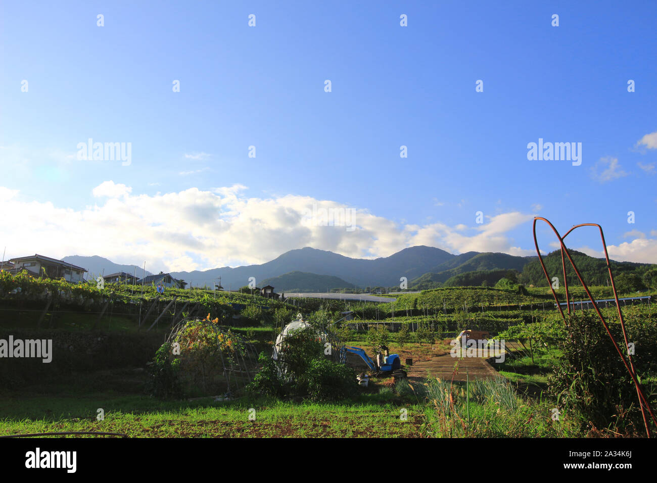 Yamanashi Grape High Resolution Stock Photography and Images - Alamy