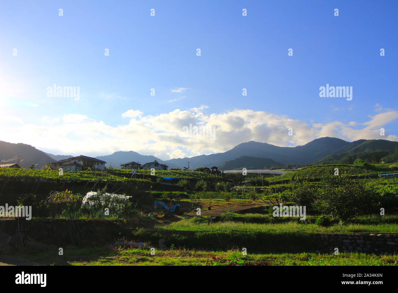 Vineyard landscape at "Kyoho Hill" in Yamanashi, Japan Stock Photo - Alamy