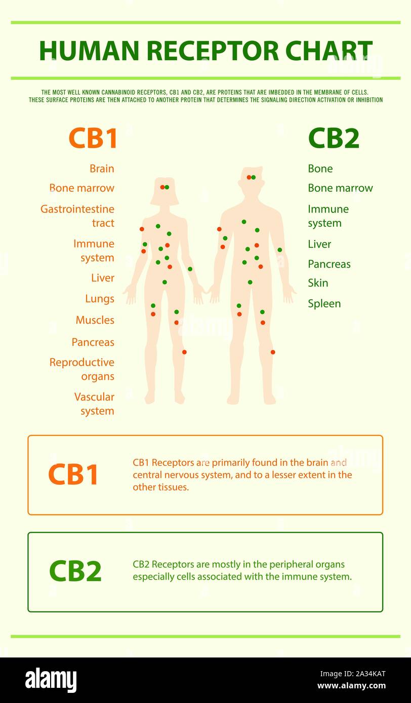Human Receptor Chart vertical infographic illustration about cannabis ...