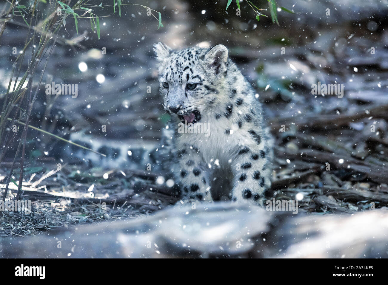cute playful baby kitten of cat Snow Leopard, Irbis, Uncia Unca, Winter ...