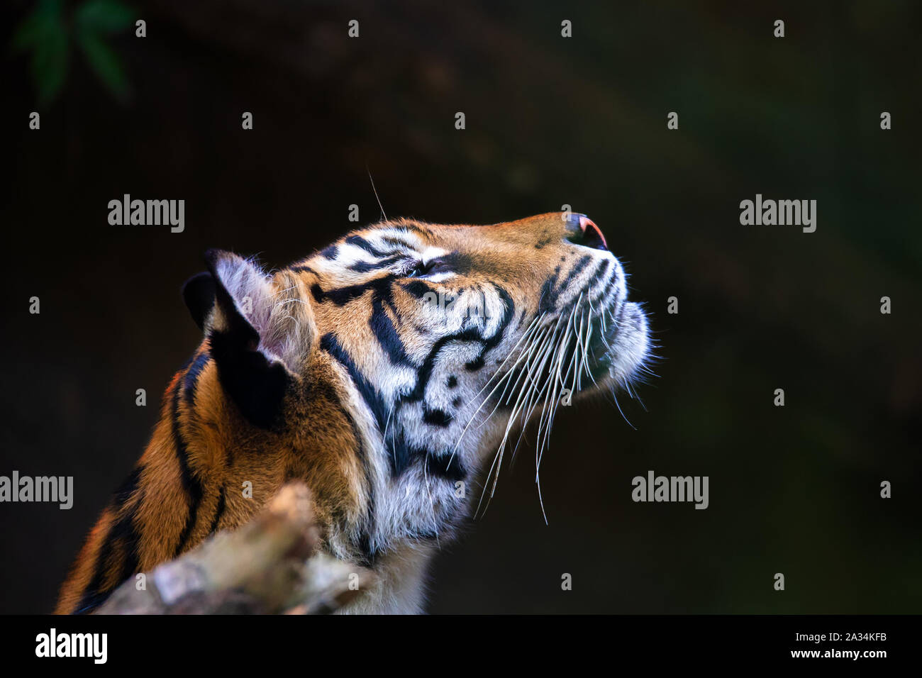 Sumatran tiger, Panthera tigris sumatrae, rare tiger subspecies that ...
