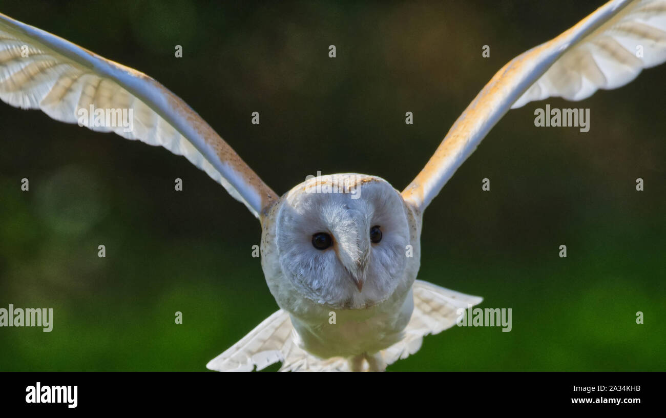 Barn owl heart face hi-res stock photography and images - Alamy