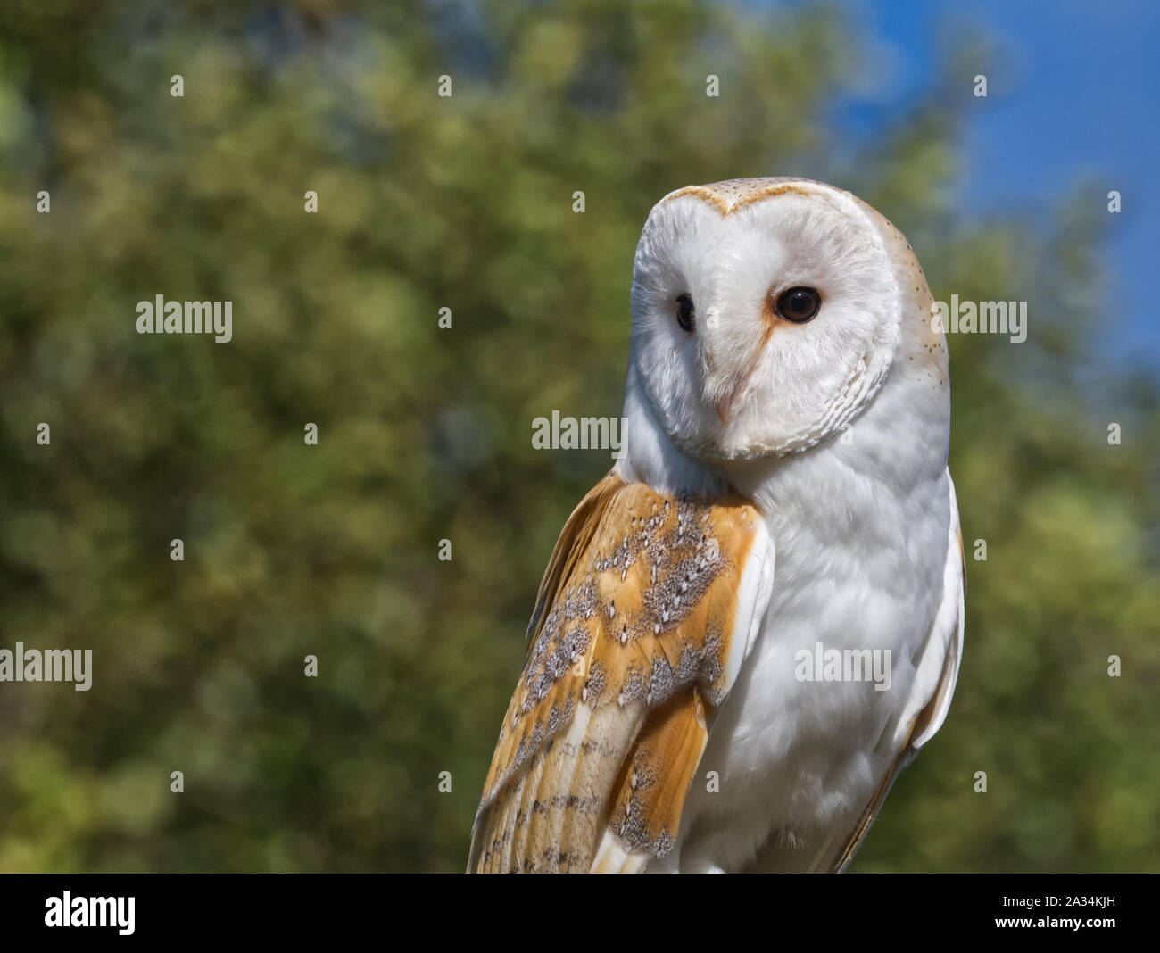 Barn owl heart face hi-res stock photography and images - Alamy