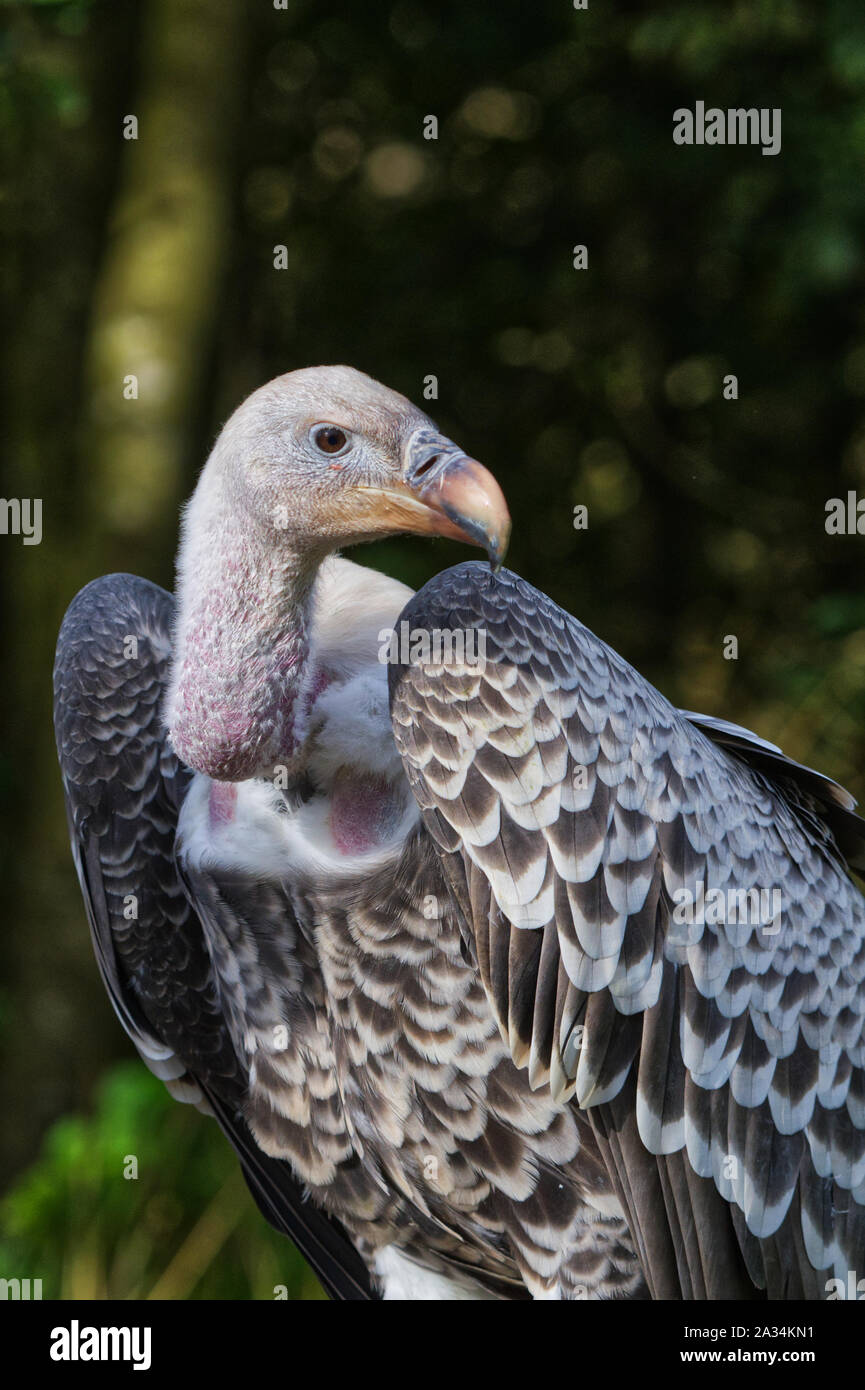 Grey vulture hi-res stock photography and images - Alamy