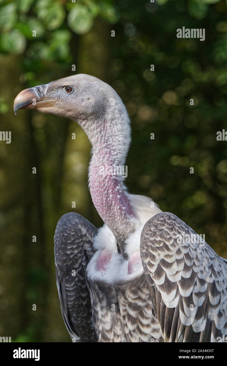 Neck ruff hi-res stock photography and images - Alamy