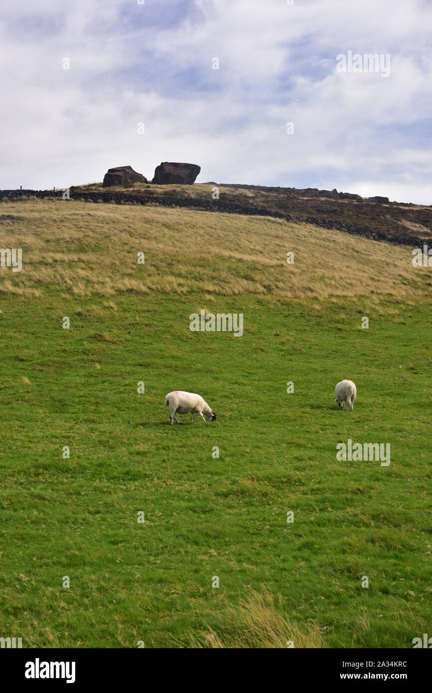 Sheep Grazing Under Bearstone Rock near Gradbach Stock Photo - Alamy