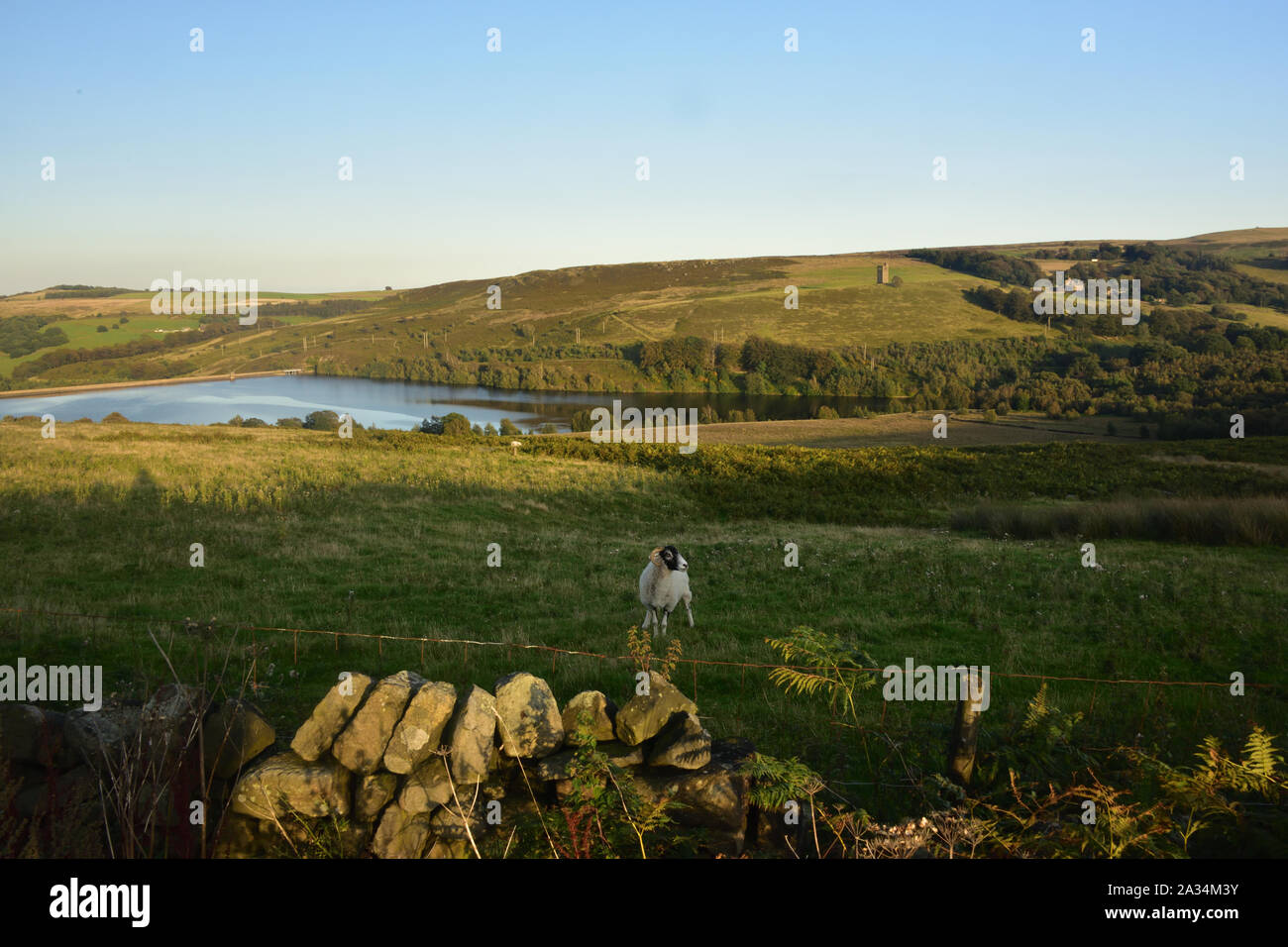 Strines Reservoir with Ram in Bradfield Dale Stock Photo - Alamy