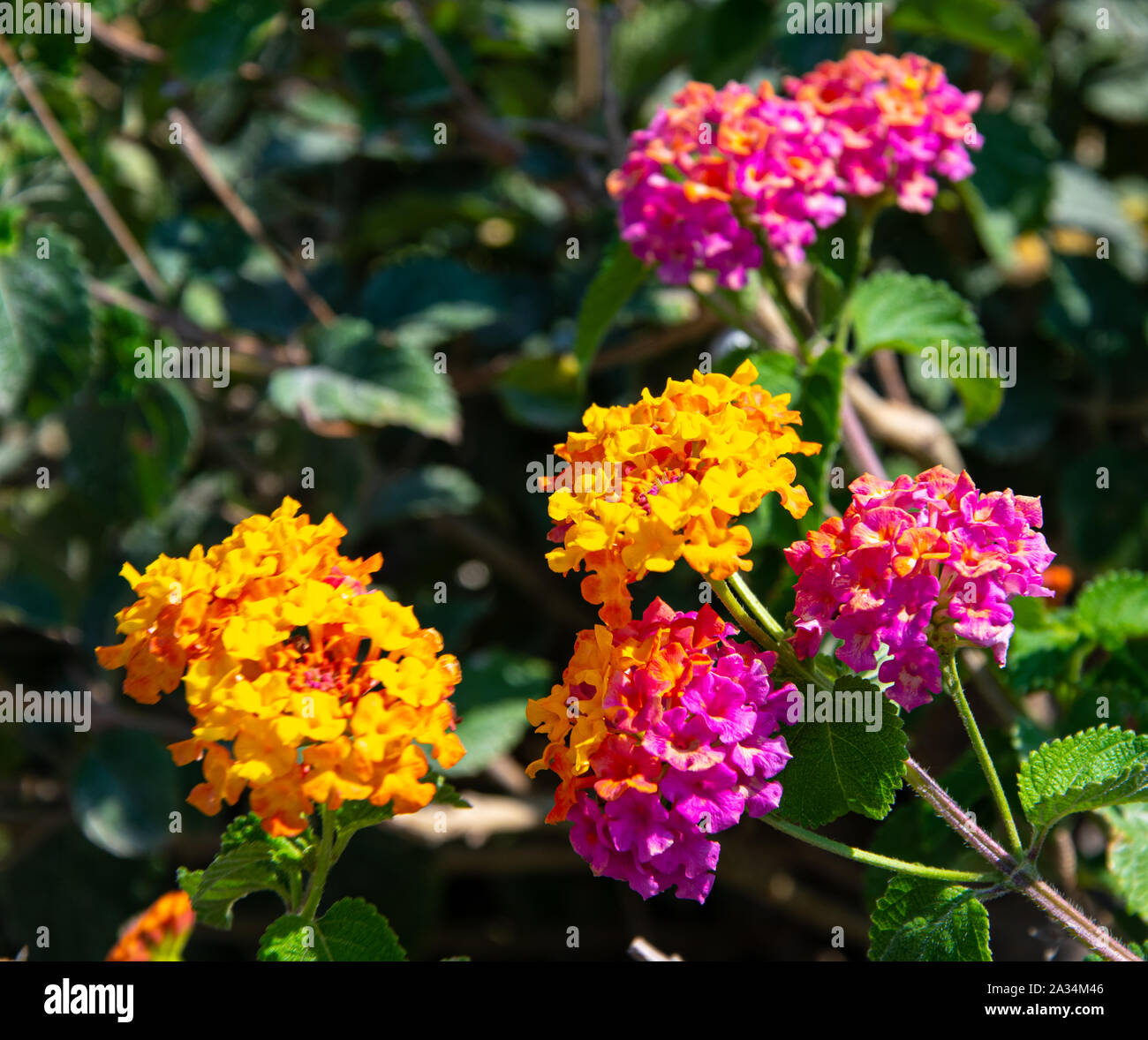 Beautiful colourful Lantana camara flowers on a sunny day in Santorini ...