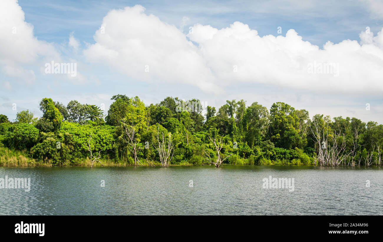 Swamp land hi-res stock photography and images - Alamy
