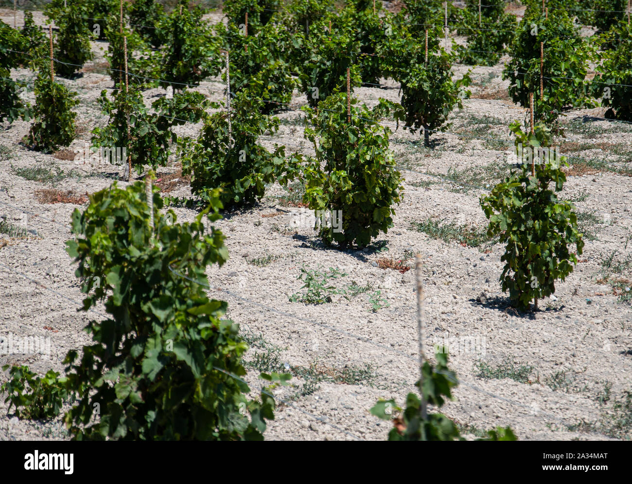 Grape vines growing the the dry dusty soil of a Santorini vinyard Stock ...
