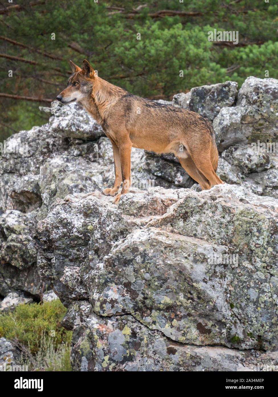 Wolf on rock hi-res stock photography and images - Alamy