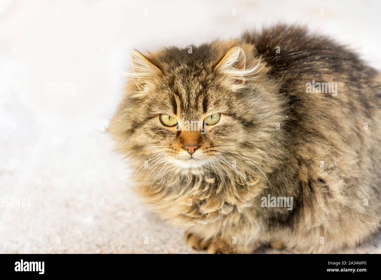 angry displeased gray-brown cat with fluffy long hair. Sitting on ...