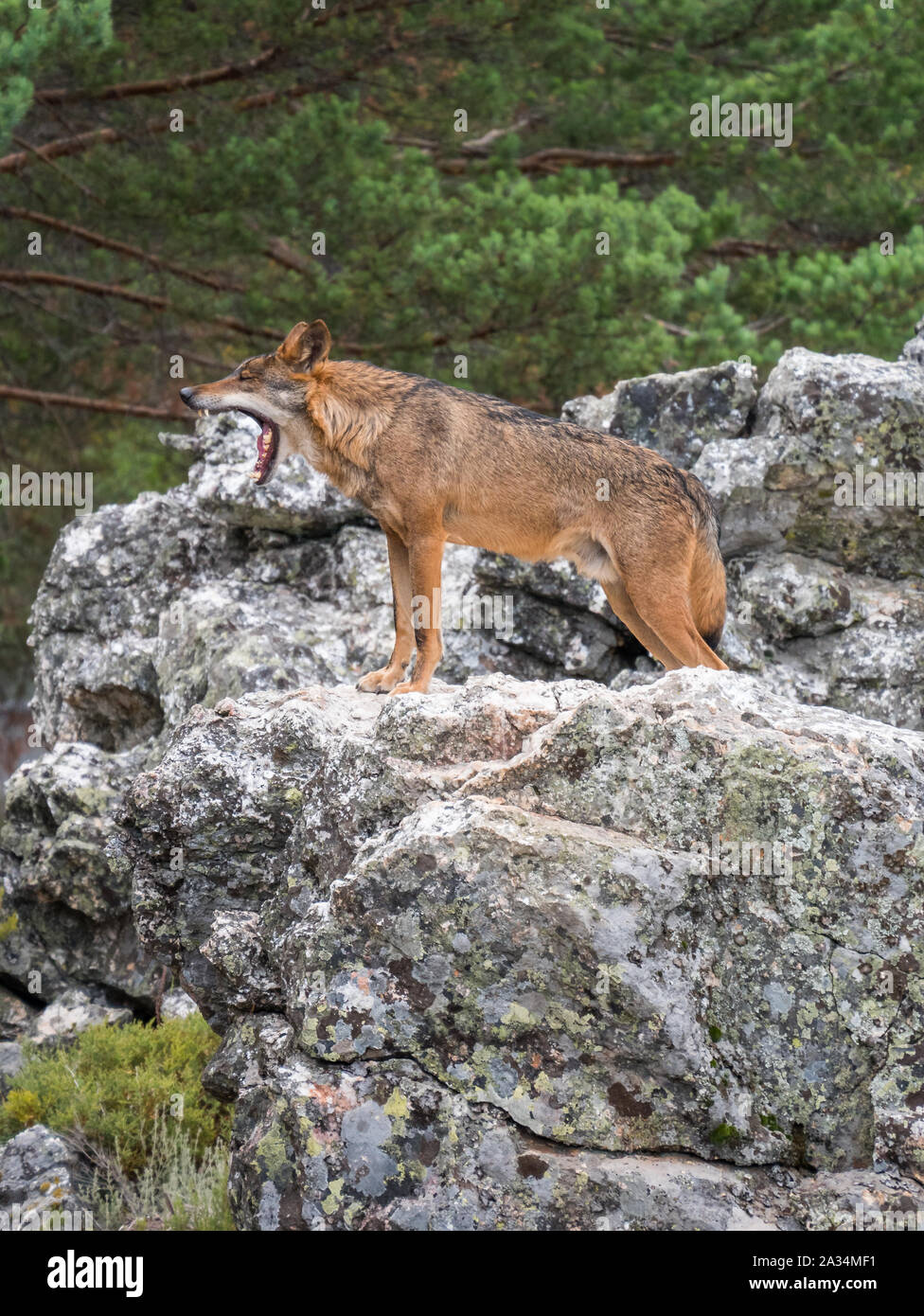 Iberian Wolf yawning on a rock in pine tree woodland Stock Photo - Alamy