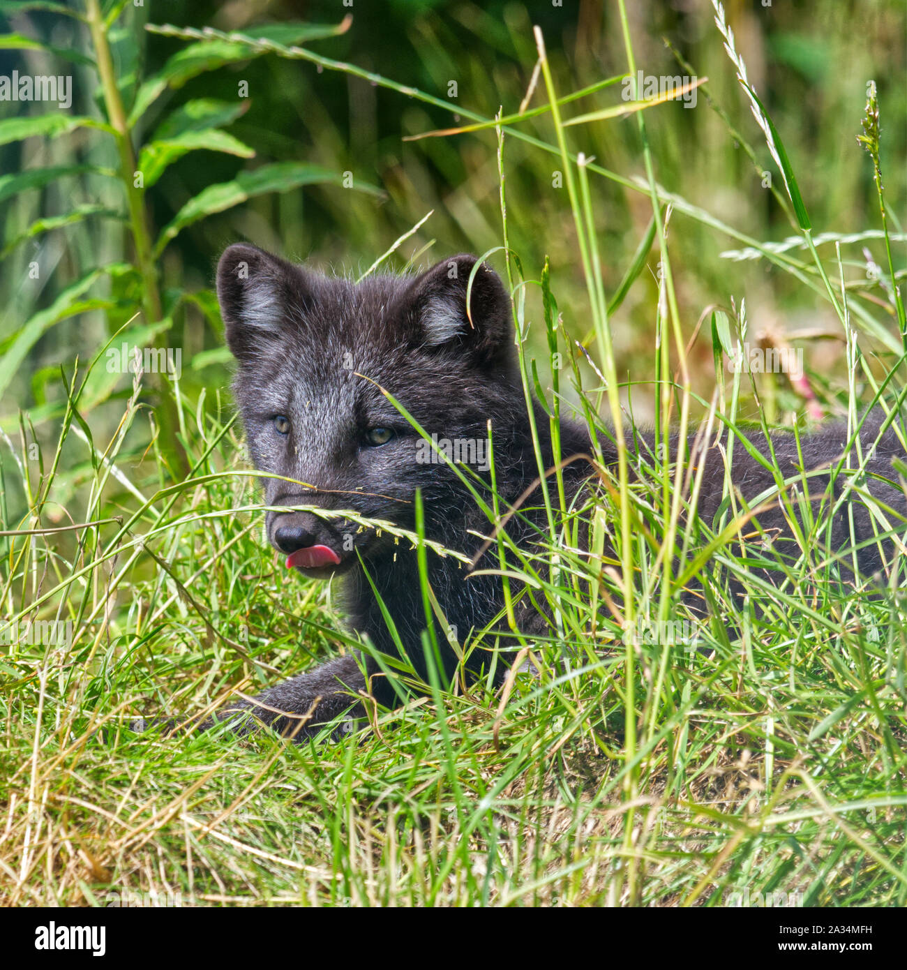 Adorable fox hi-res stock photography and images - Alamy