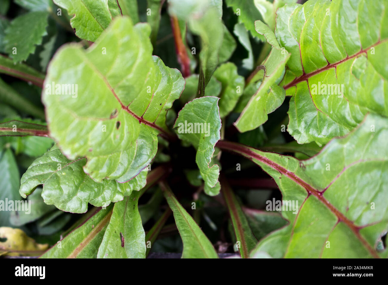 Ribs of chard hi-res stock photography and images - Alamy