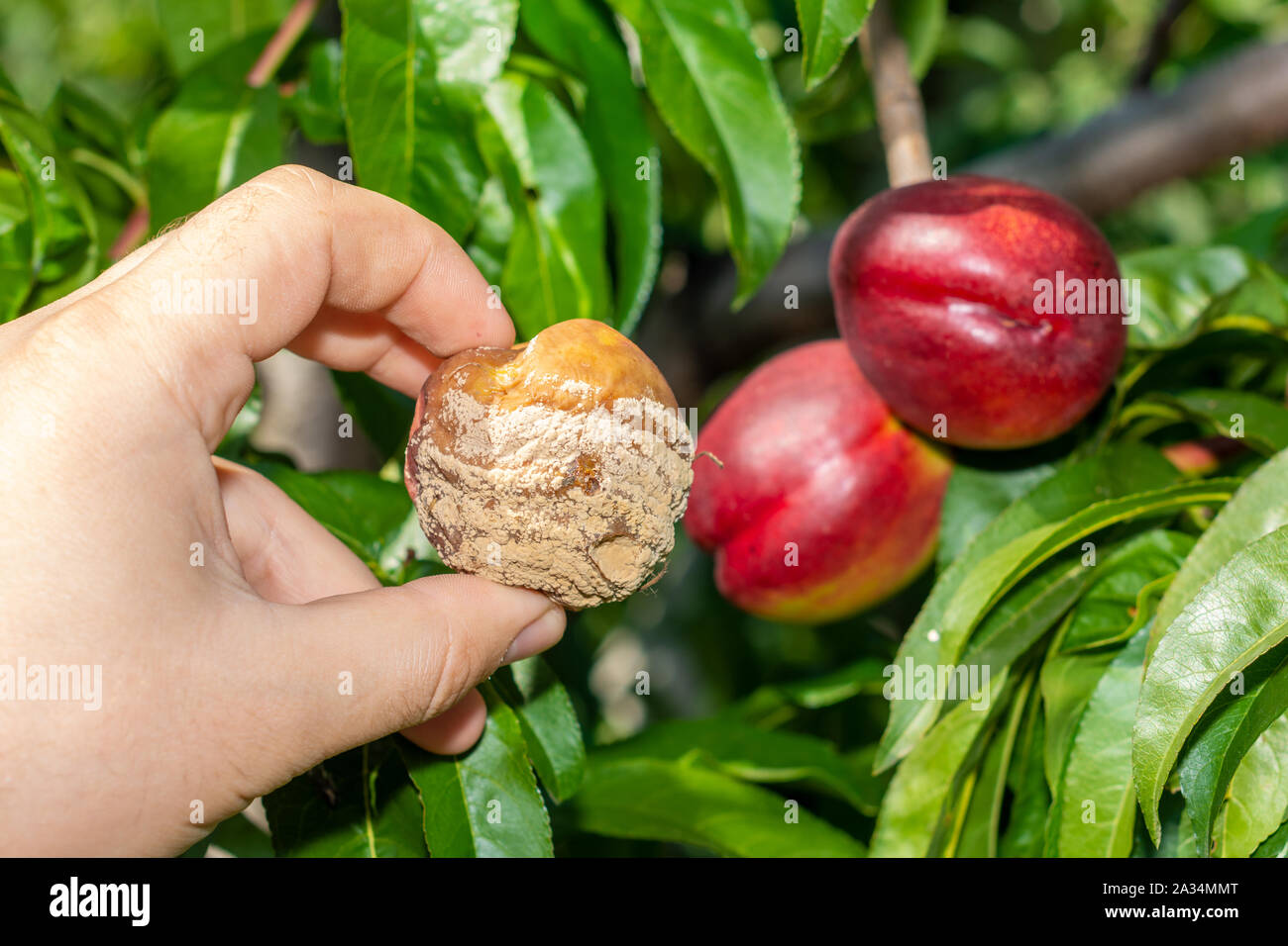 Nectarine tree fruit damage hi-res stock photography and images - Alamy