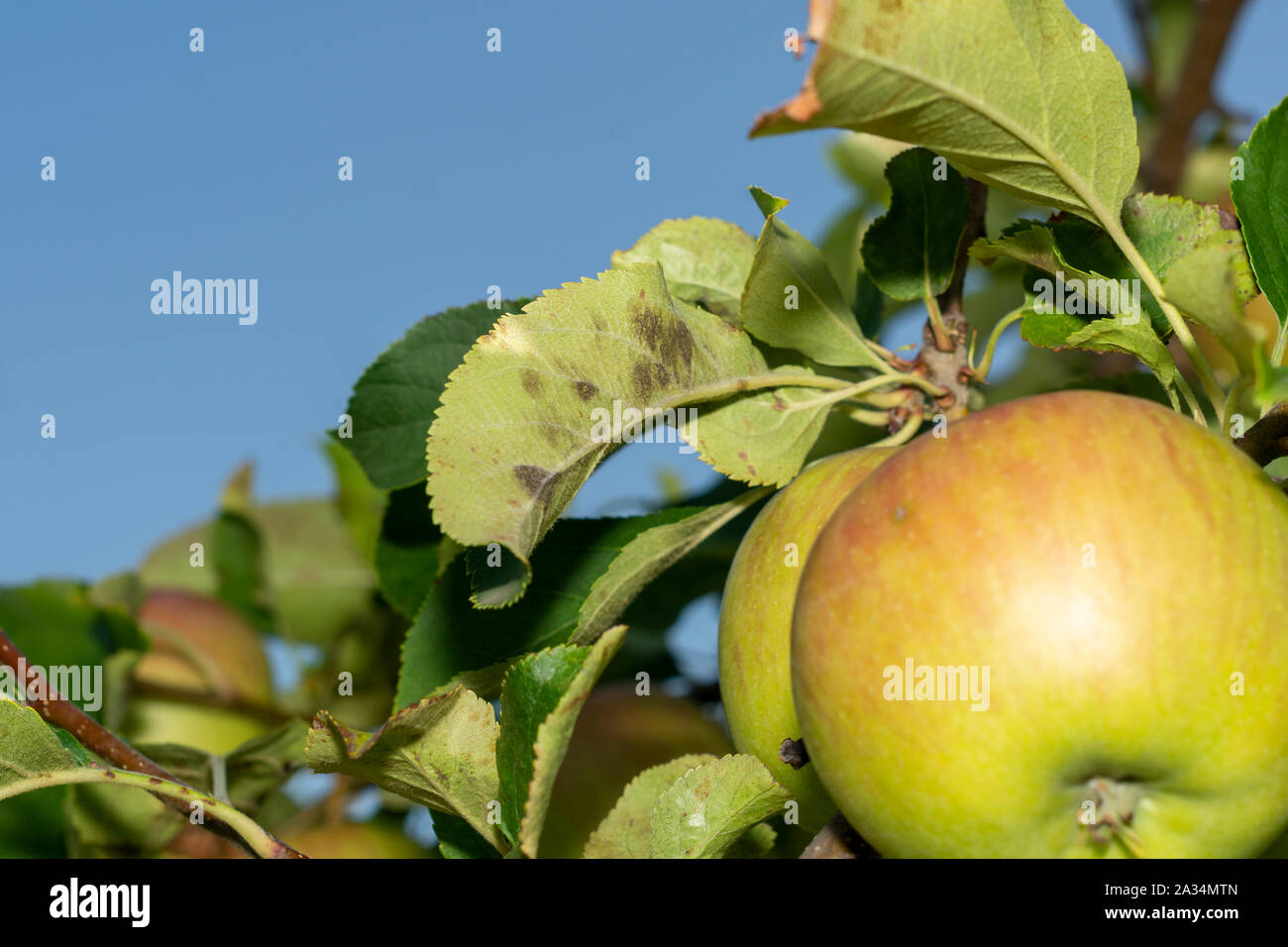 scab on the leaves and fruits of an apple tree close-up. Diseases in ...
