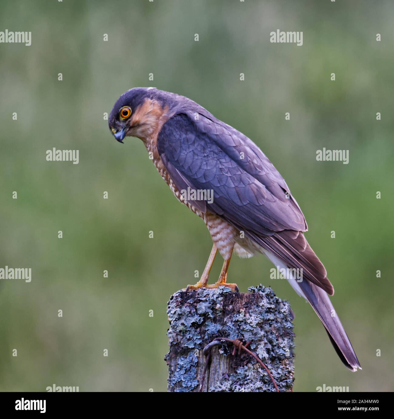 Sparrowhawk accipiter nisus adult male hi-res stock photography and ...