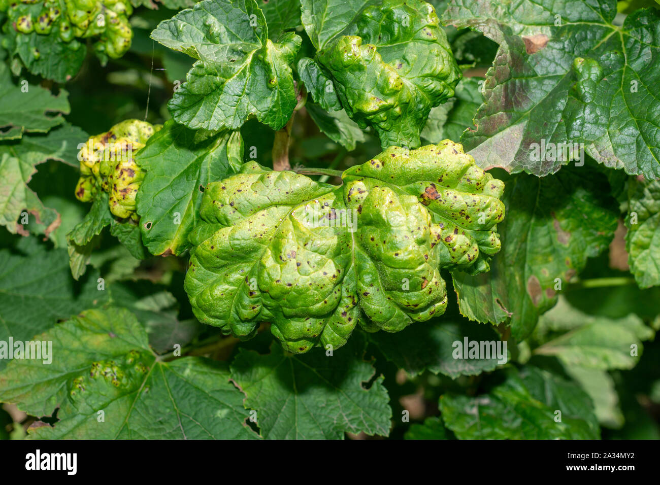Red currant aphid hi-res stock photography and images - Alamy