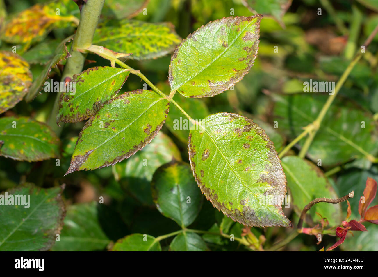 Rose pests hi-res stock photography and images - Alamy