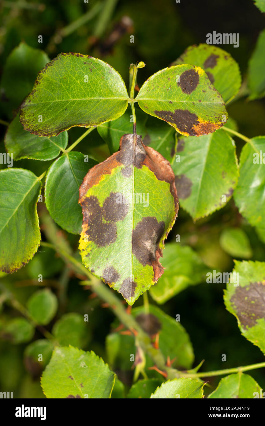 Rose bug disease hi-res stock photography and images - Alamy