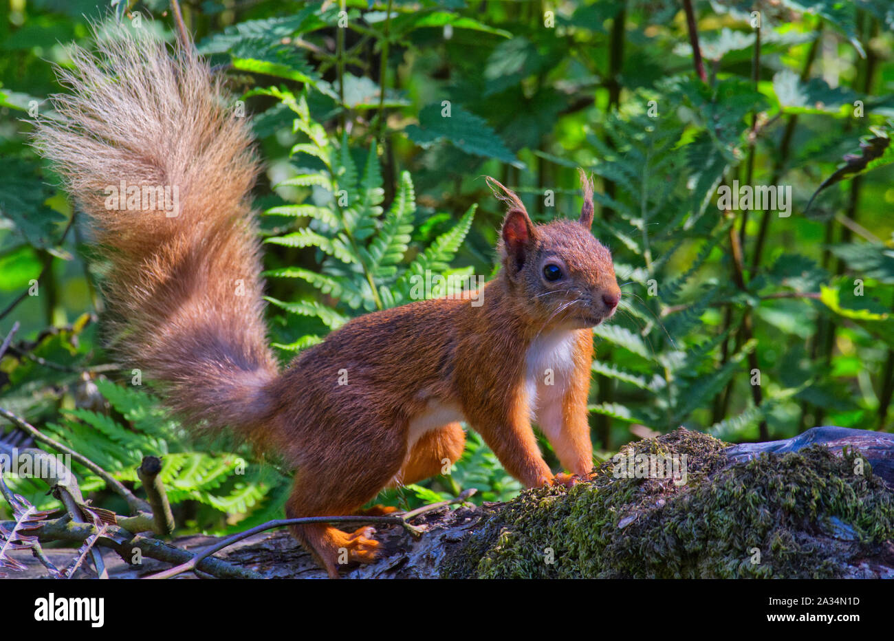 Side pov of red squirrel hi-res stock photography and images - Alamy