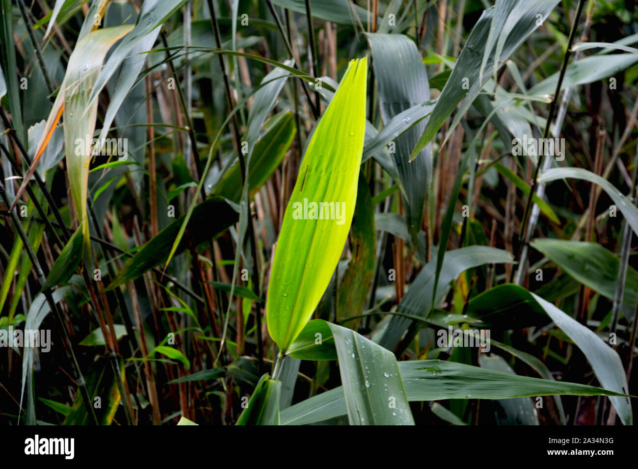 Close up of small bamboo plant leaves and a single white bamboo leaf ...