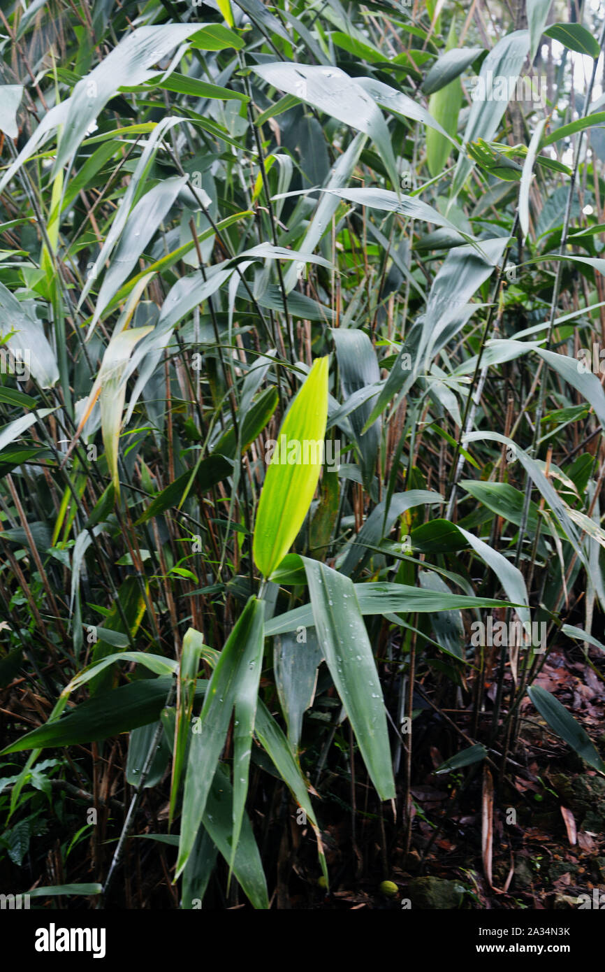 Single Bamboo Leaf