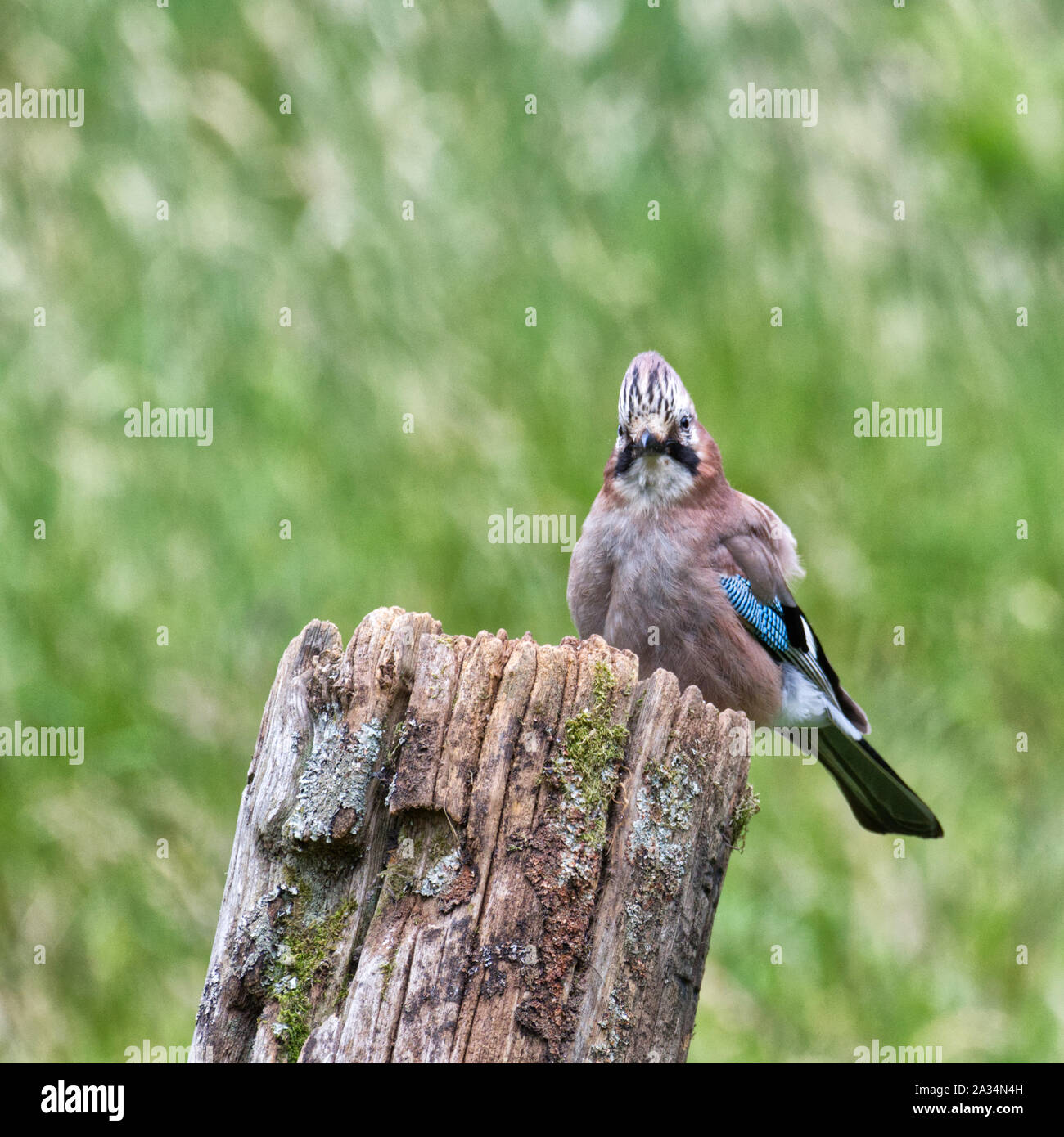 Jay black background hi-res stock photography and images - Alamy